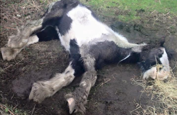 Emaciated pony dumped by Dublin canal was 'too weak to lift her head ...