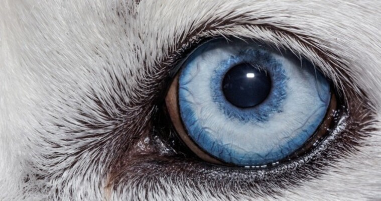 A different perspective: 10 images of 'nature’s most exquisite creation'