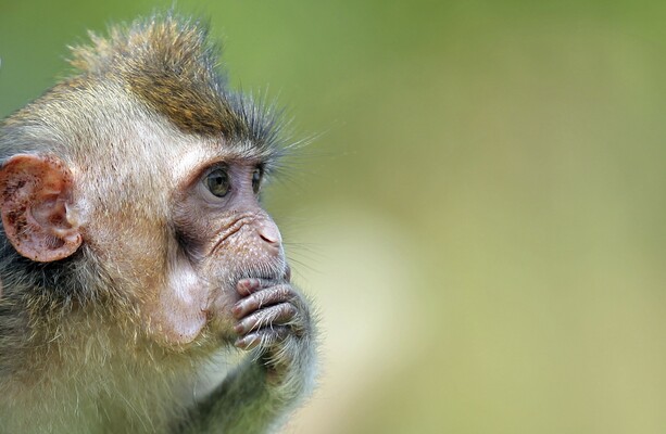 Scientists have created monkeys who have autism · TheJournal.ie