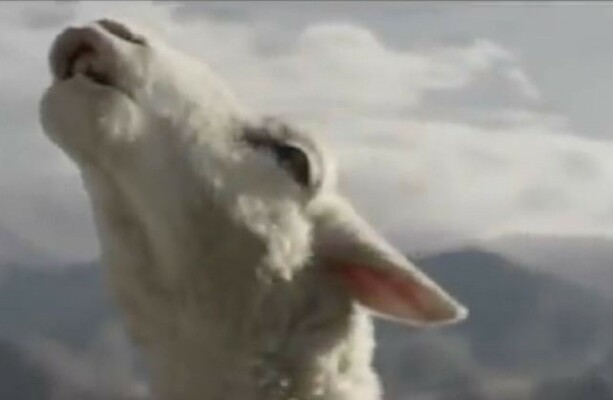These singing sheep may have stolen the show at the Super Bowl