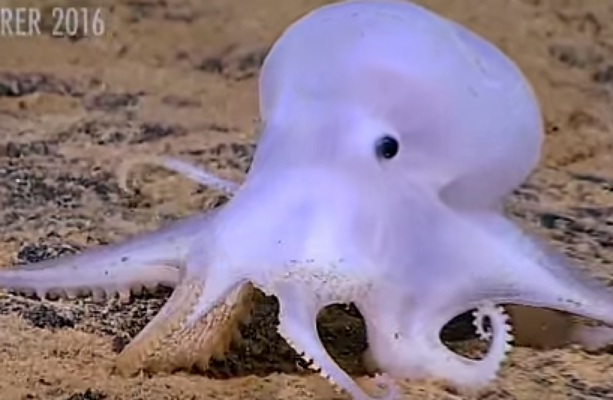 This strange new species of Octopus has been nicknamed 'Casper'