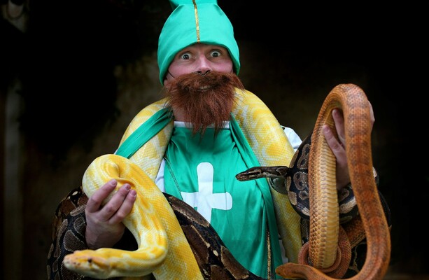 What would happen if snakes were brought "back" to Ireland?