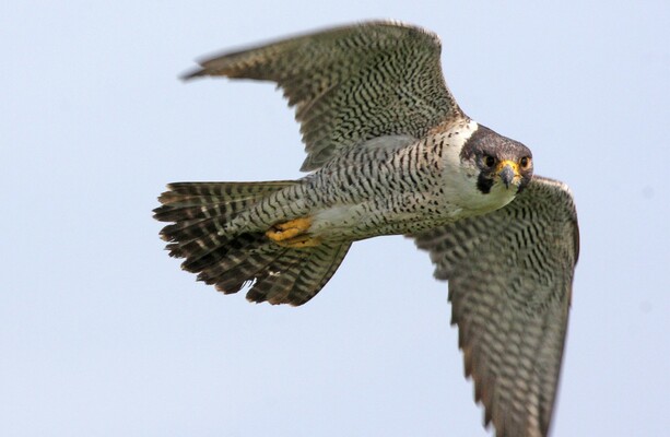 Peregrine falcon found dead at Dalkey Quarry · TheJournal.ie