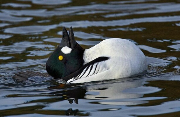 This rabbit/duck optical illusion is freaking people out