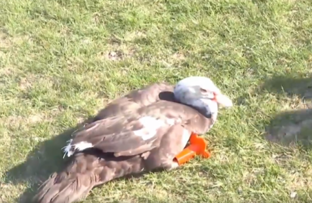 Duck who lost his feet to frostbite waddles once again, thanks to 3D ...