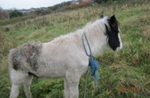 ISPCA rescues pony after it was set on fire · TheJournal.ie