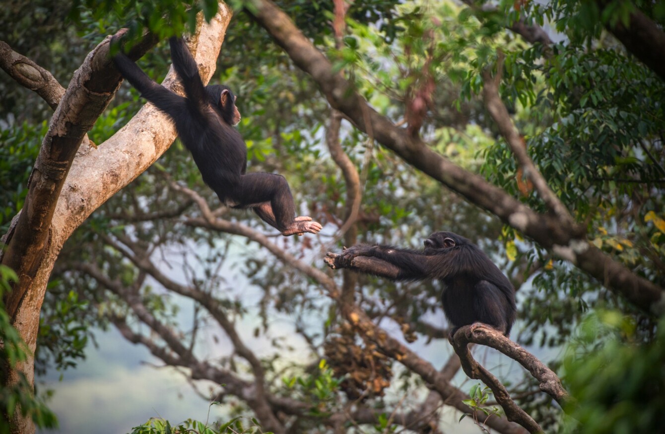 How one rescued chimp inspired an entire 100-acre sanctuary
