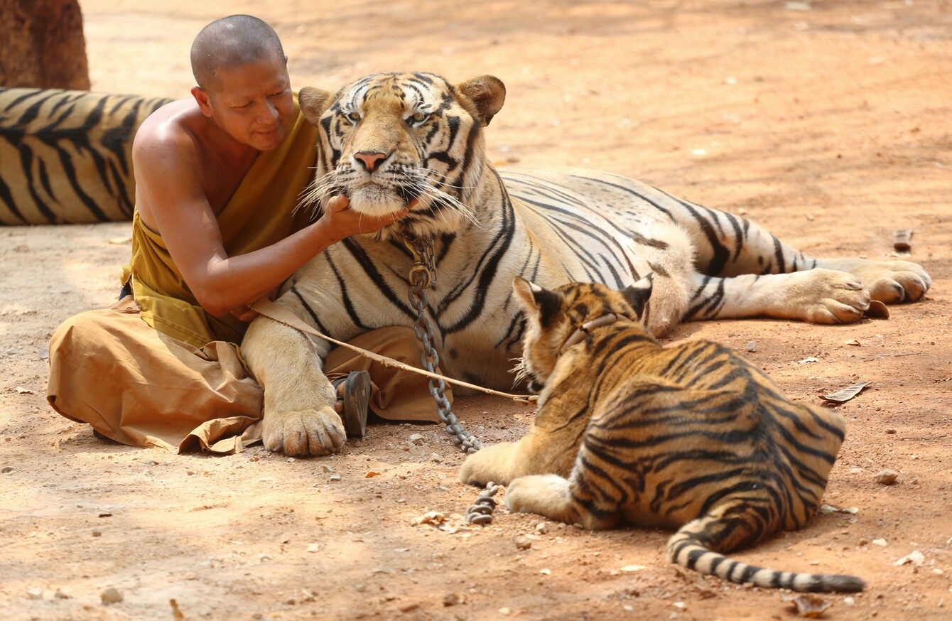 40 dead tiger cubs found in a freezer at Thai temple · TheJournal.ie