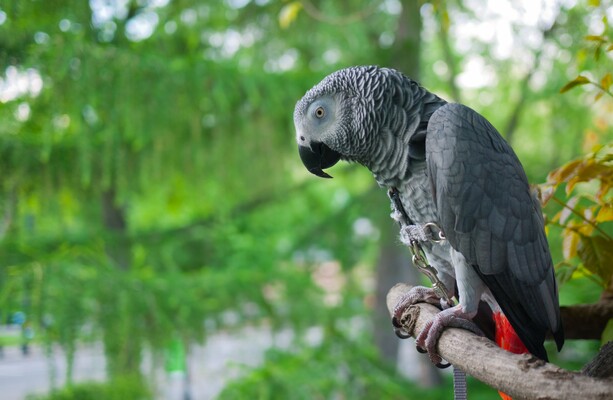 Parents believe a parrot witnessed their son's murder and should be ...