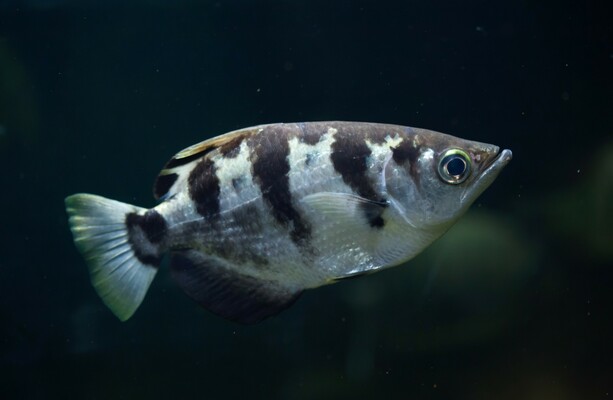 Scientists have discovered that this species of fish can recognise ...
