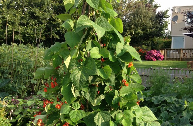Give your garden a running start: here's how to tame runner beans