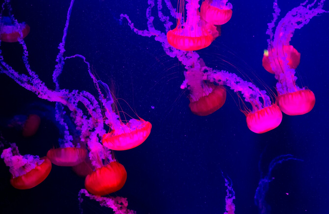 "You could almost walk across the bay on jellyfish": How New Jersey is ...