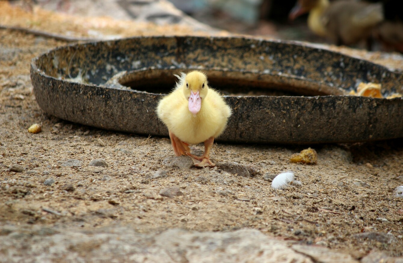 What do you mean by 'bird-brain'? Baby ducks can actually learn ...