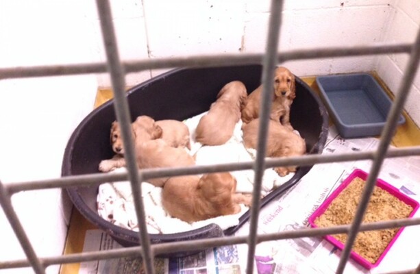 Man fined €4,000 for illegally smuggling 88 puppies through Dublin Port