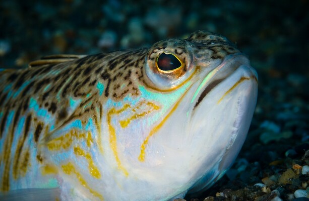 Warning to swimmers over venomous fish that lurks beneath the sand