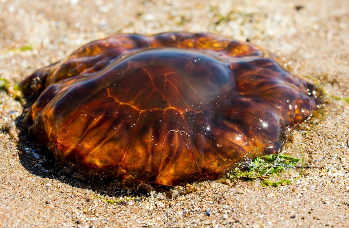 One of the world's biggest jellyfish has been spotted in Irish waters ...
