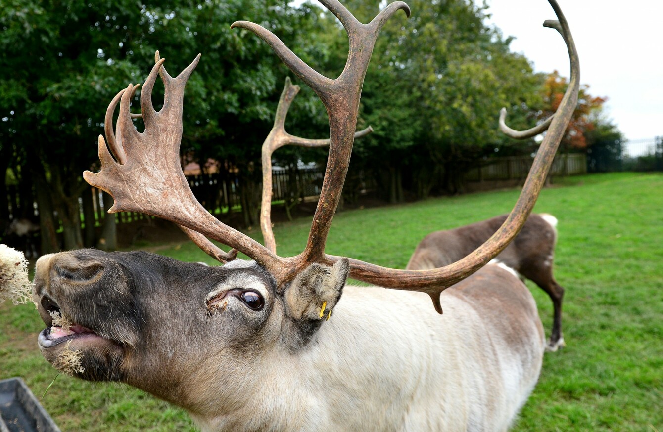 Over 300 wild Norwegian reindeer killed by lightning · TheJournal.ie