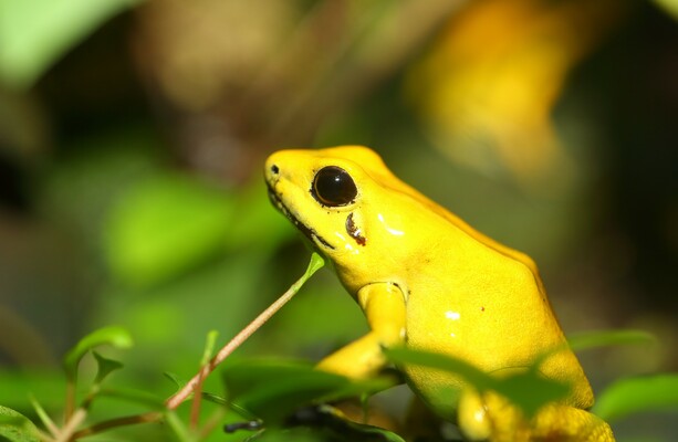 Quiz: How well do you know your venomous beasts? · TheJournal.ie