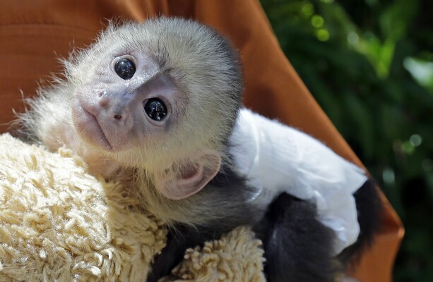 Dublin firm's technology used in new device that cured paralysis in monkeys