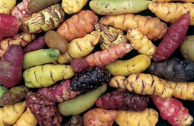 Rediscover your roots: 'Exotic oca thrives in Irish gardens'