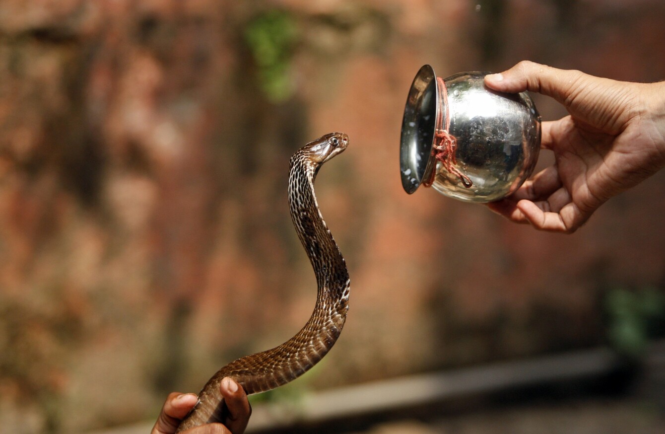 Professional snake catchers: How this Indian tribe saves lives by ...