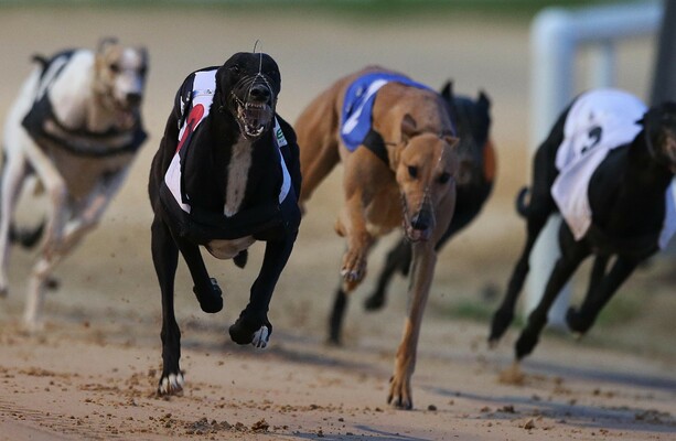Theft of €1 million racing dog 'is Shergar story of greyhound industry'