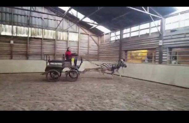 Anger after horse dealer posts pictures of zebra in Laois stables