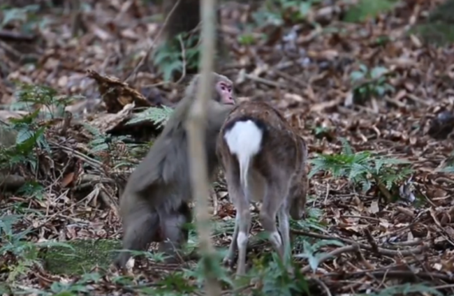 Research reveals 'highly unusual' behaviour of male monkey trying to ...
