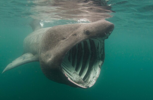 A complete list of the sharks in Irish waters has just been published