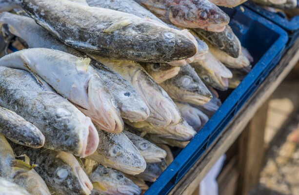Lidl is in trouble for advertising 'fresh' fish which actually came ...