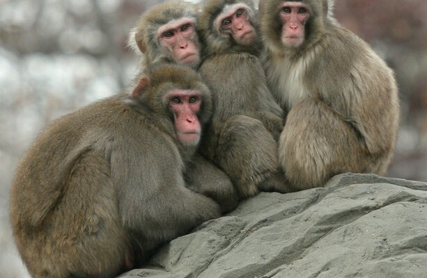 Japanese zoo culls 57 snow monkeys for being crossbred with an ...
