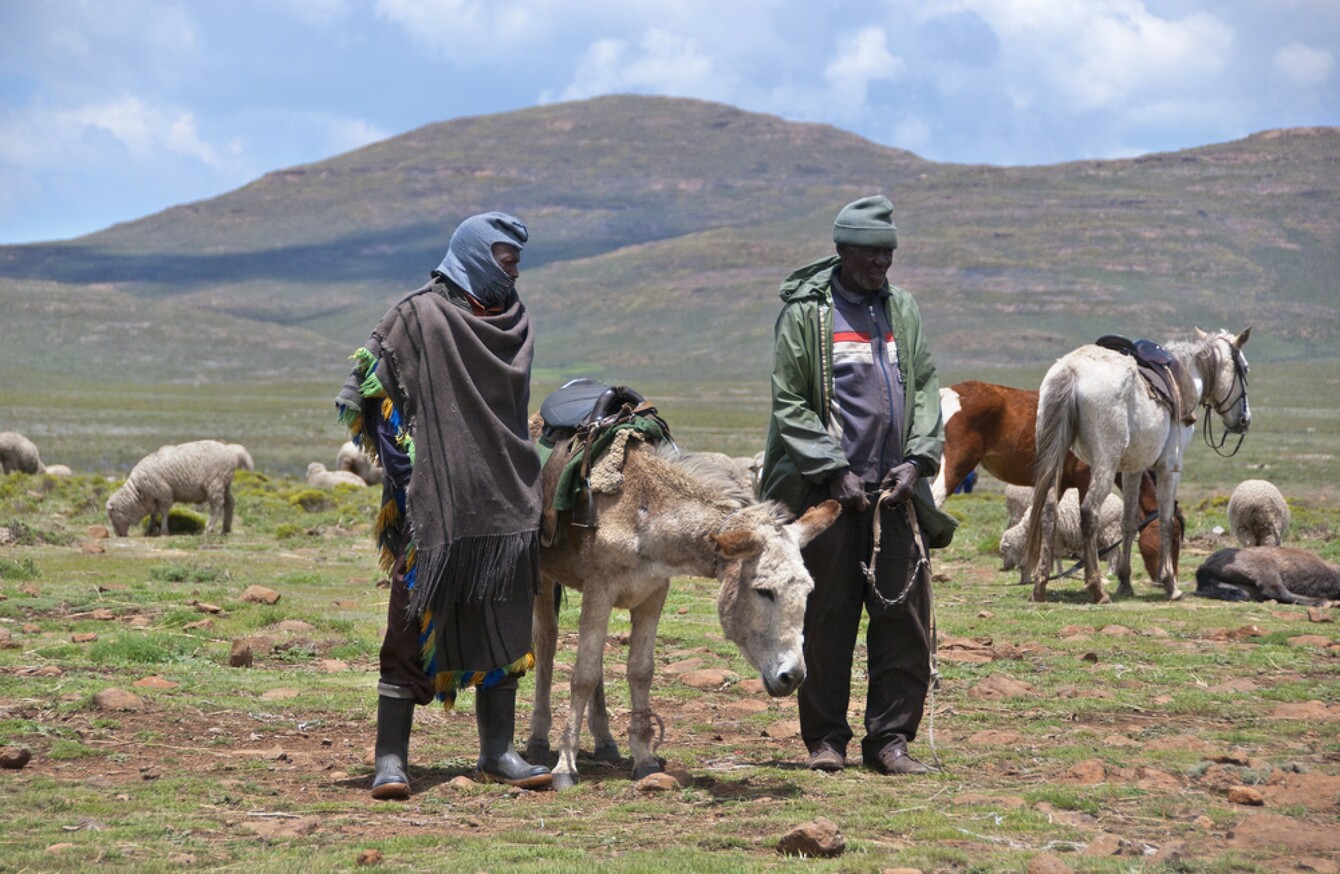 China's demand for medicine fuels African donkey slaughter