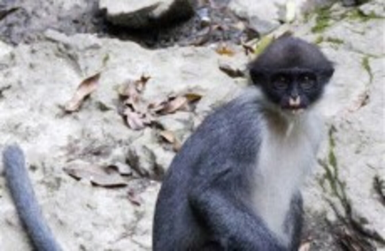 Monkey long-believed to be extinct discovered in Indonesia