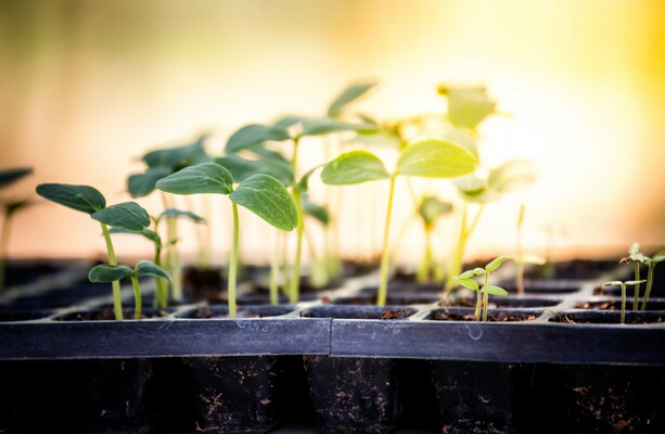 Grow it yourself: Seed sowing tips from our gardening guru
