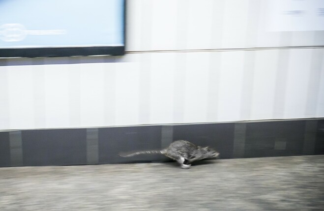 New York trials birth control for rats to tackle massive rodent population