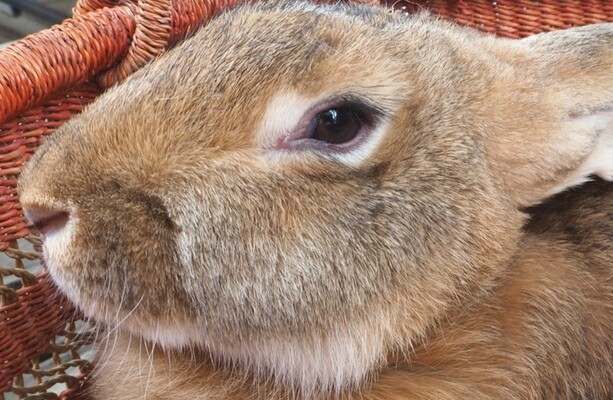 Fresh PR headache for United Airlines as giant rabbit dies on plane