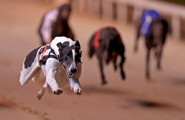 Breeders say they will talk about bringing greyhound racing back to Dublin