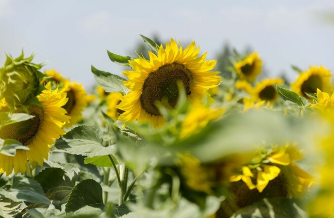 'Sunflowers literally follow the sun across the horizon, only to turn ...
