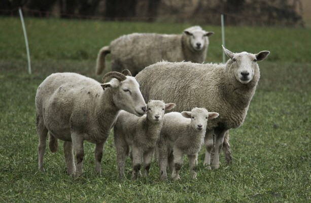 'This was quite a brutal act': Sheep ears cut off in violent Co Down attack