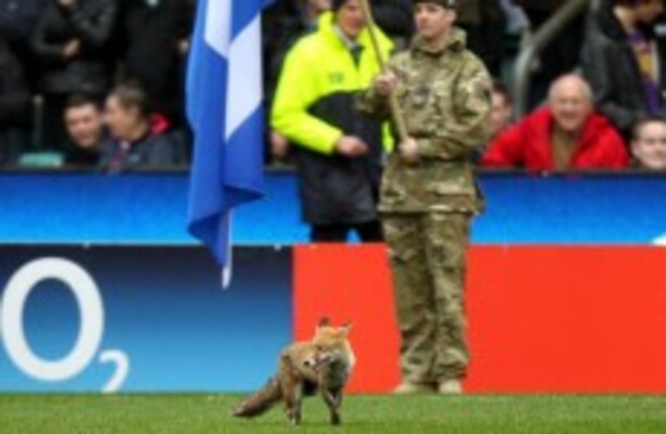 The Magnificent Seven: Animals invading sports · The 42