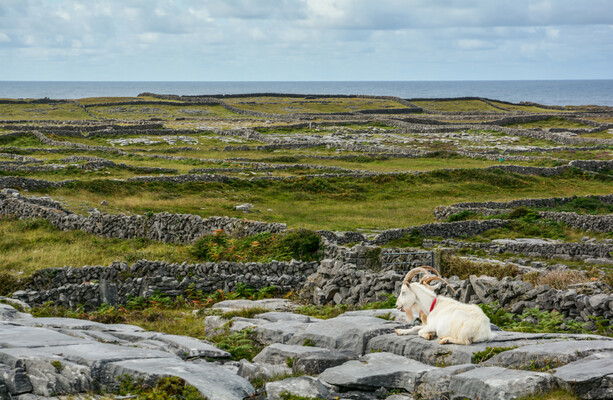 The legends behind the Kerry festival that crowns a goat every year