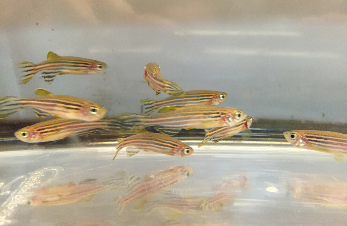 Scientists are using painkiller-addicted fish to develop new treatments ...