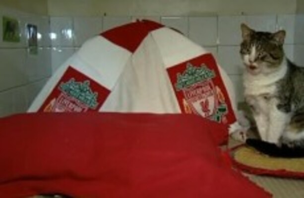 Anfield Cat - renamed 'Shankly' - needs a new home · The 42