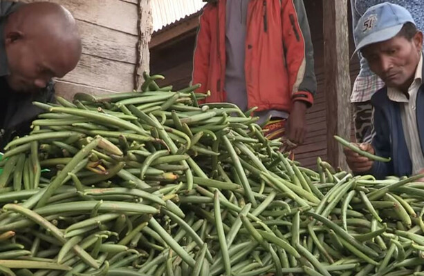 Boom times have made Madagascar the centre of the global vanilla trade ...