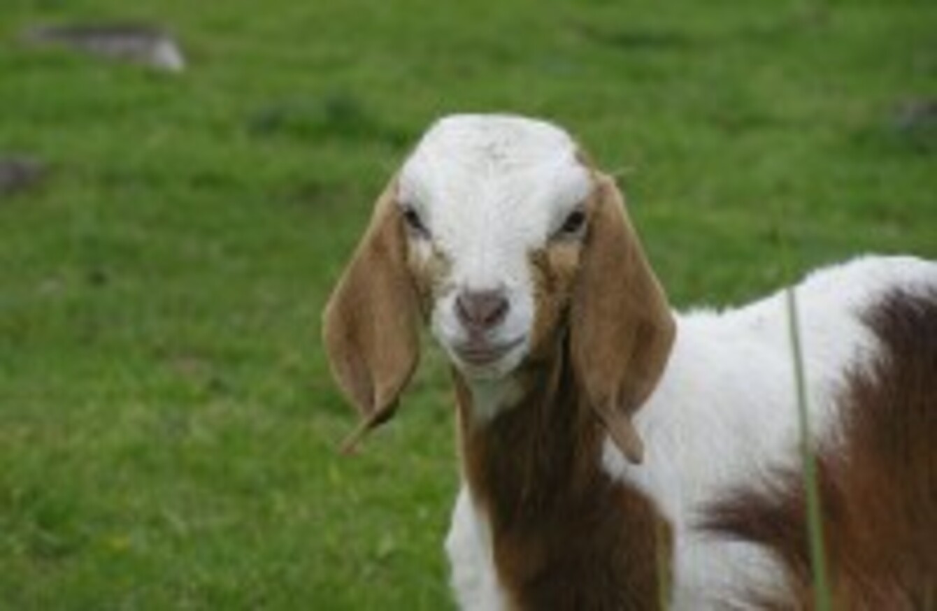 Goats "have accents" · The Daily Edge