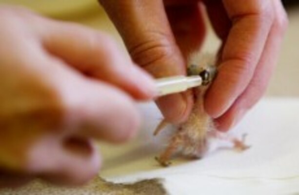 Irish doctor who invented the modern injection remembered