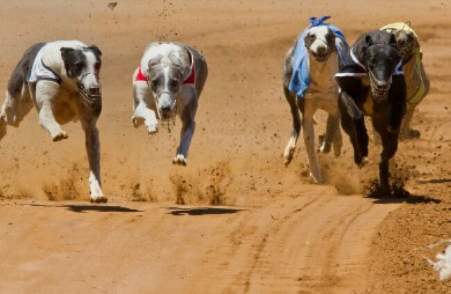 Champion greyhound tests positive for cocaine three times