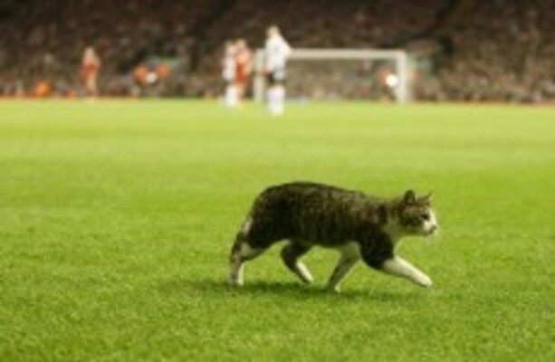 Anfield Cat back on the streets after escaping from foster home