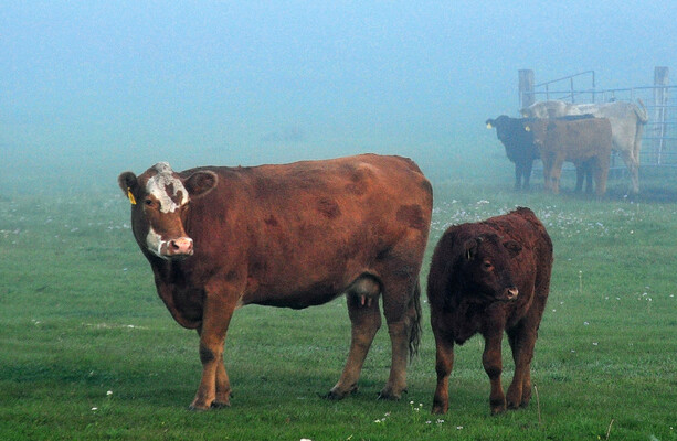 Man rescued from Tipperary mountains after getting lost while searching ...