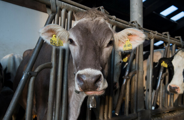 Cows are by far the most dangerous animal for Ireland's most dangerous job